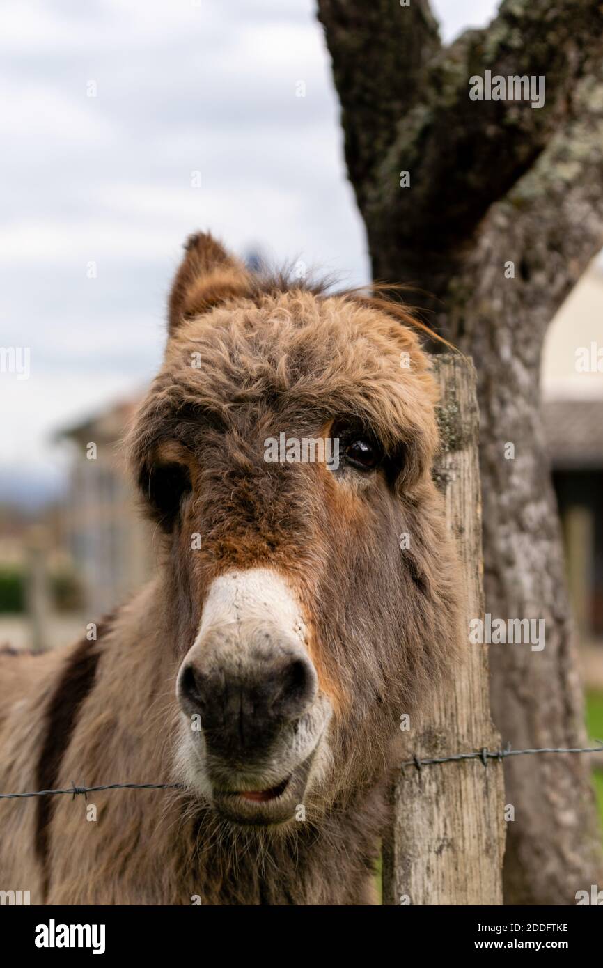 Âne du Cotentin Stock Photo - Alamy