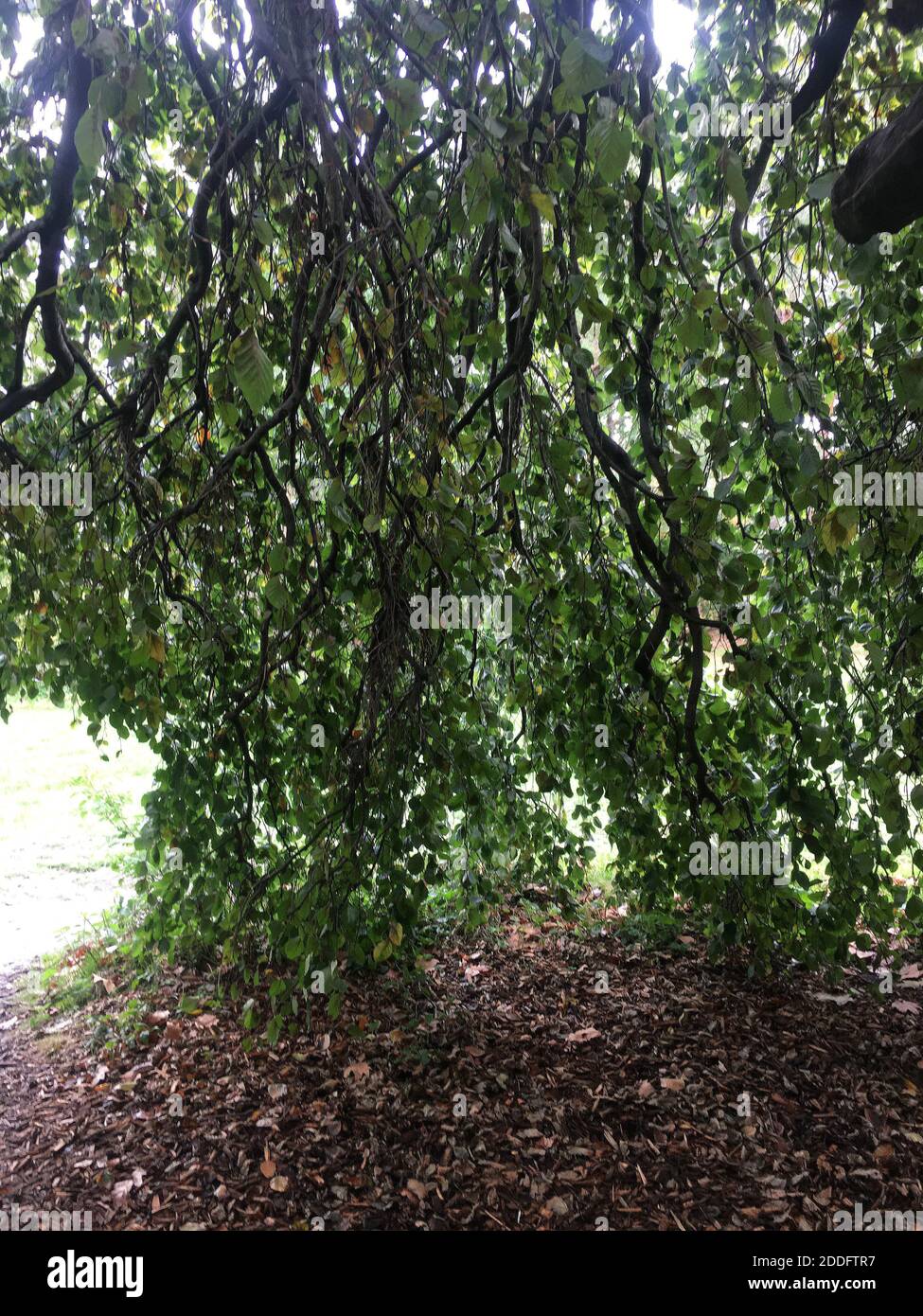 Linear canopy hi-res stock photography and images - Alamy