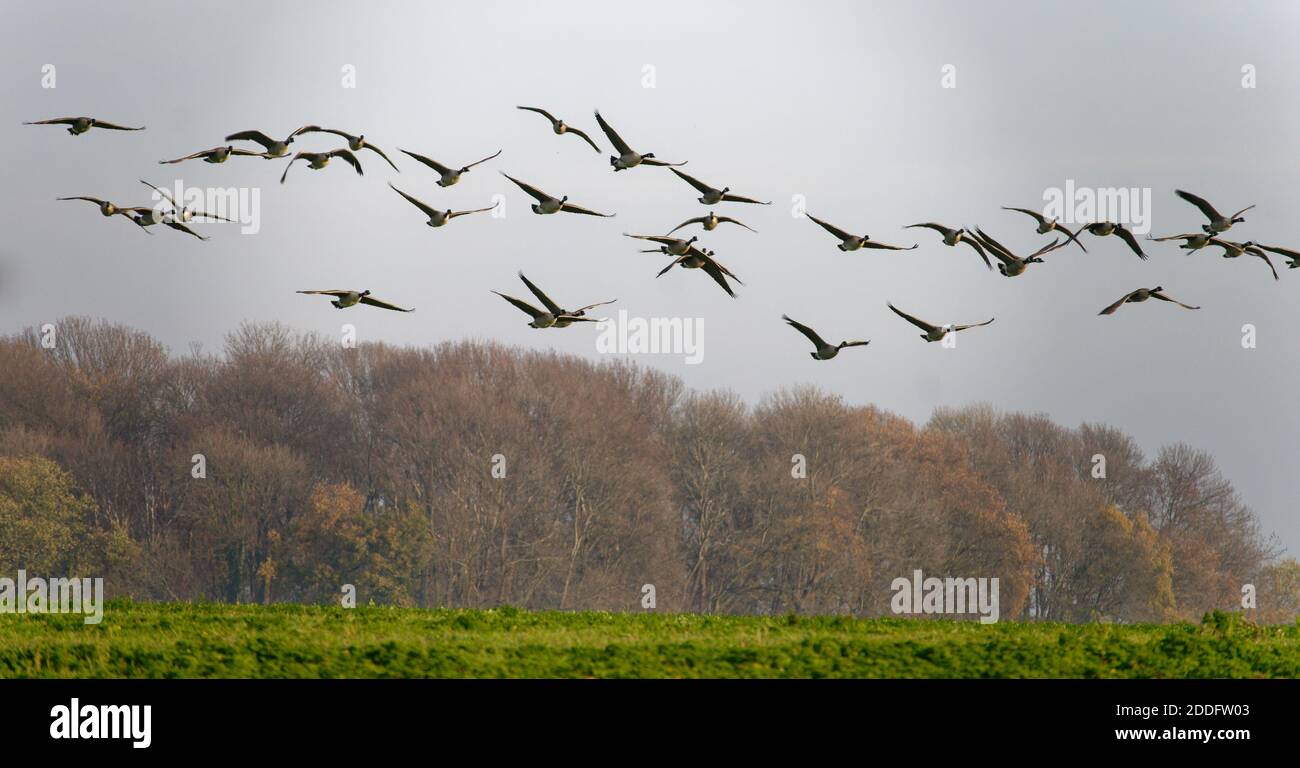 Cologne, Germany. 25th Nov, 2020. Wild geese fly over the fields on the ...
