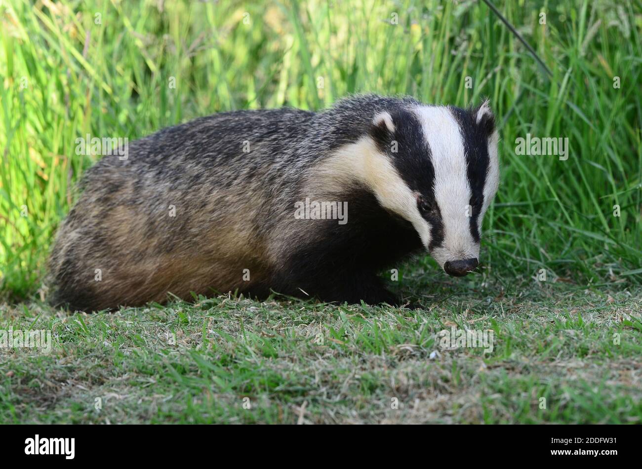 badger meles meles Dorset UK Stock Photo - Alamy