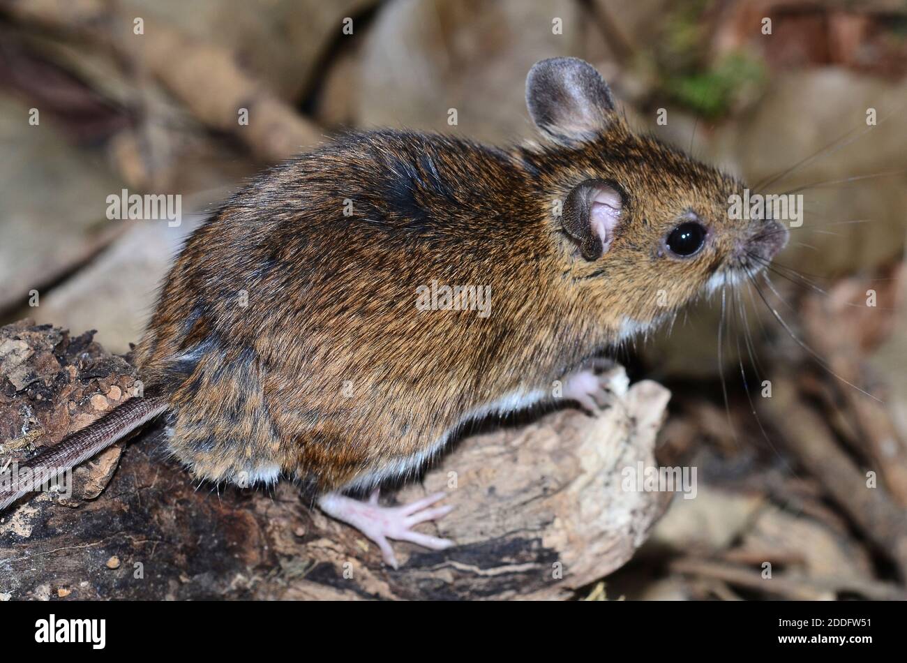 wood mouse apodemus sylvaticus Stock Photo - Alamy