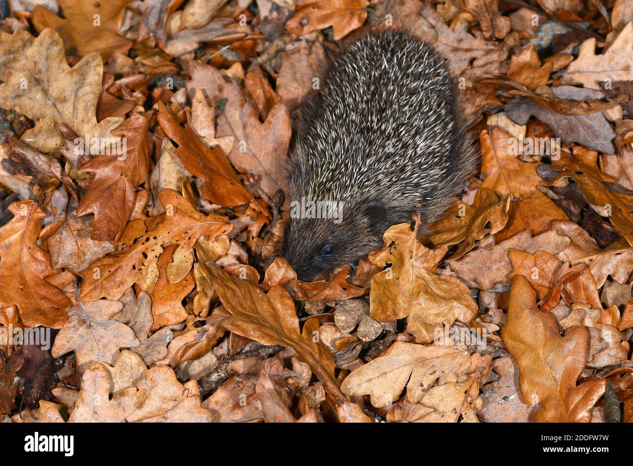 Foraging leaf litter hi-res stock photography and images - Alamy