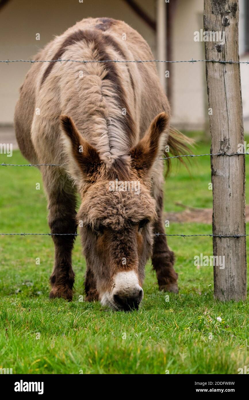 Âne du Cotentin Stock Photo - Alamy