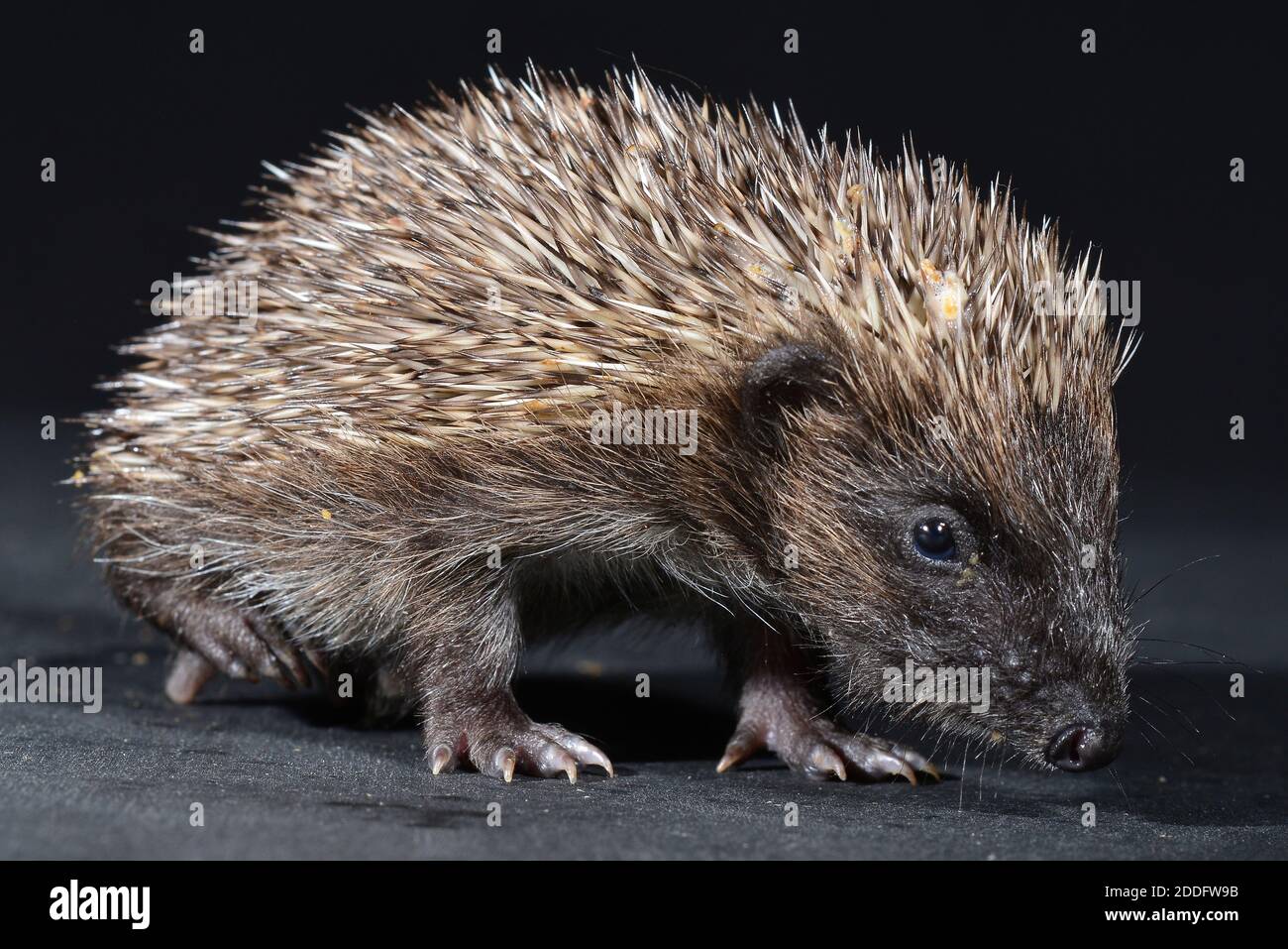 Baby Hedgehog Uk High Resolution Stock Photography and Images - Alamy