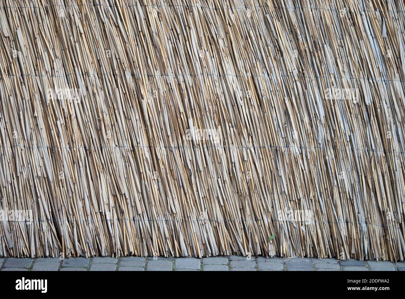 texture interconnected natural cane stalks Stock Photo - Alamy