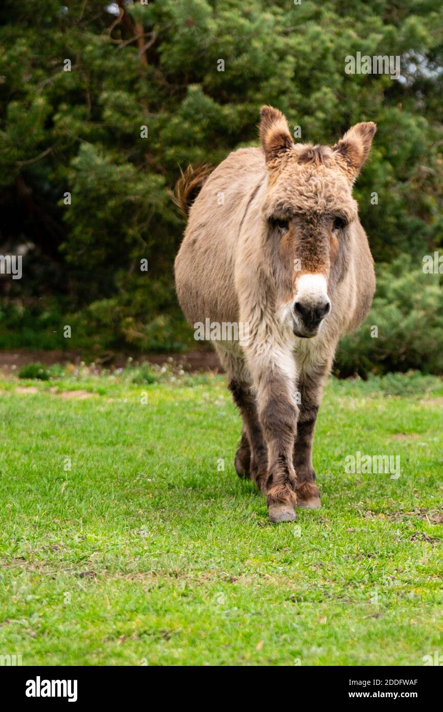 Âne du Cotentin Stock Photo - Alamy