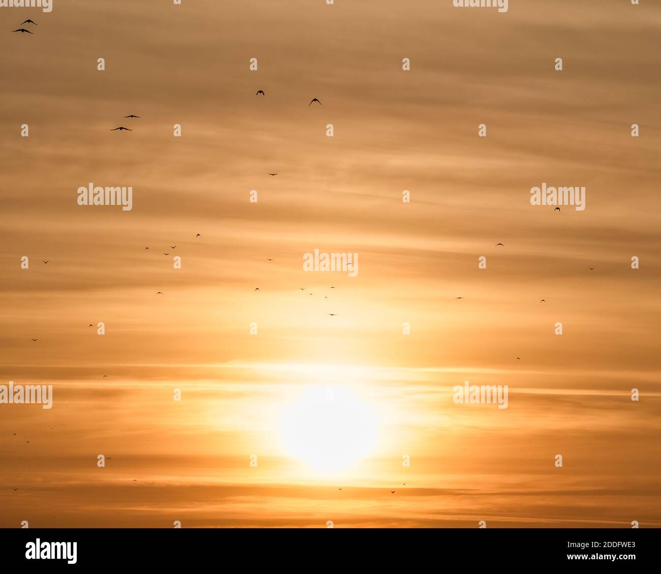 Birds flying against the skyline hi-res stock photography and images ...