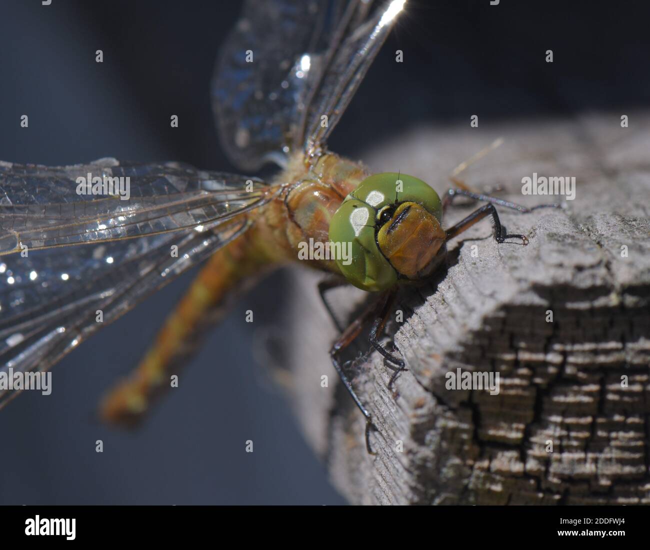 Dragonfly caterpillar hi-res stock photography and images - Alamy