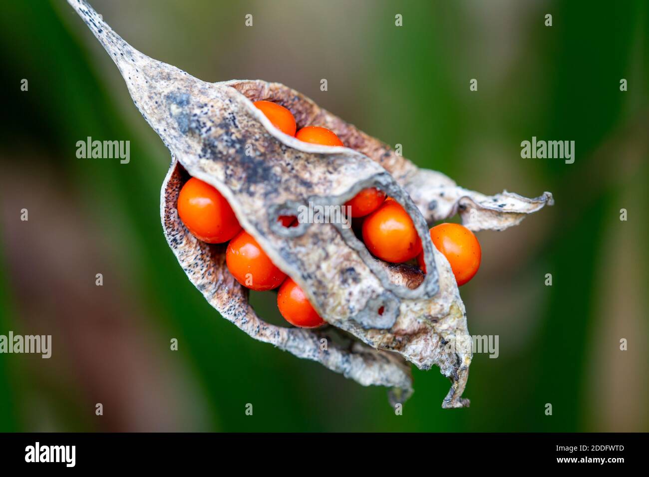 Stinking Iris seed pods also known as Iris Foetidissima Stock Photo - Alamy
