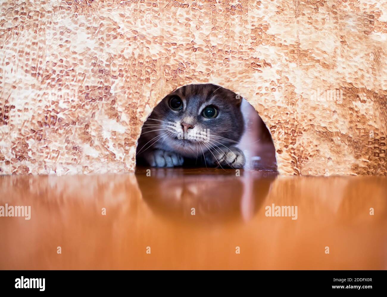 Peeping mouse hi-res stock photography and images - Alamy