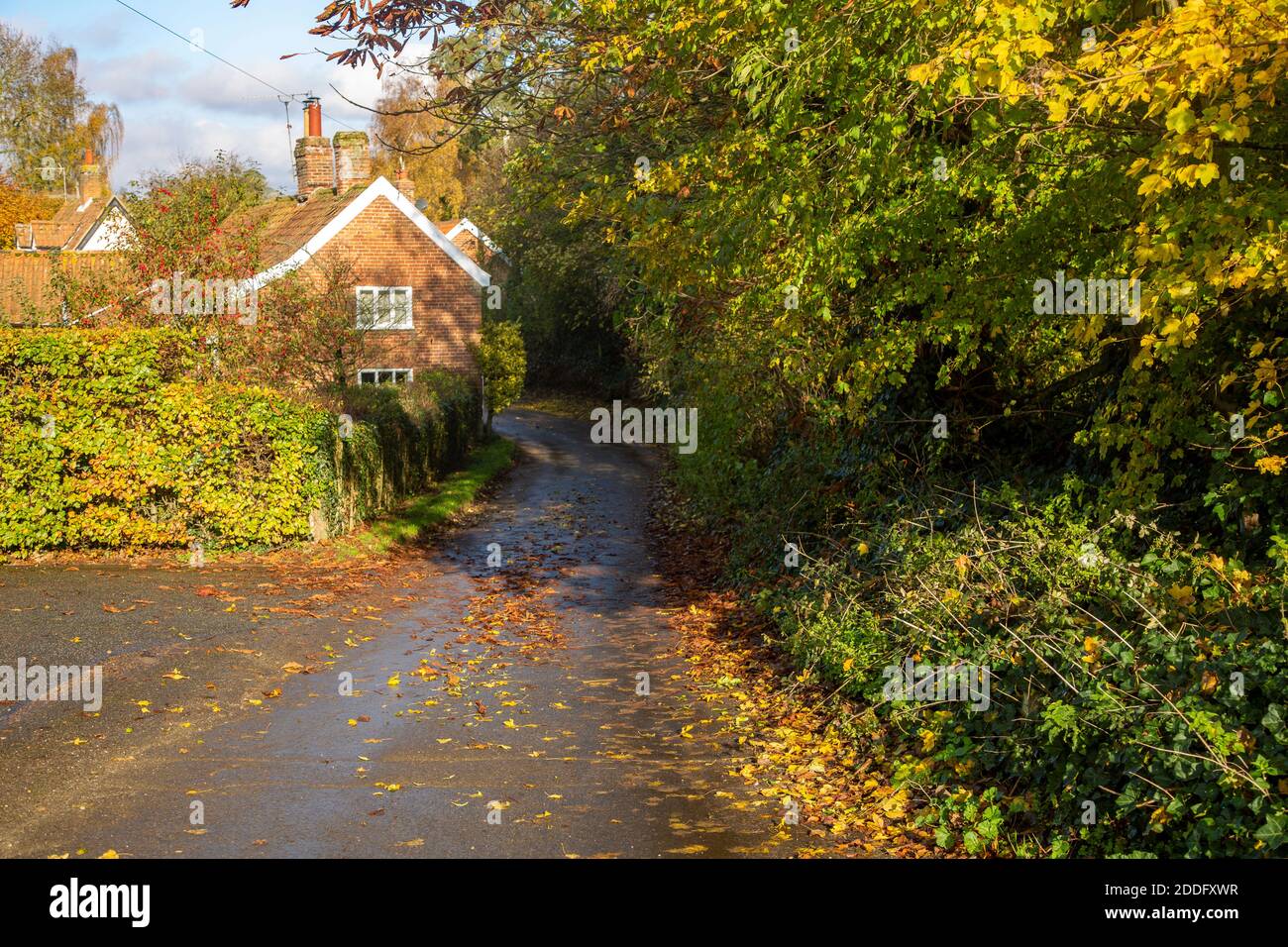 Country lane autumn village scene, Shottisham, Suffolk, England, UK ...