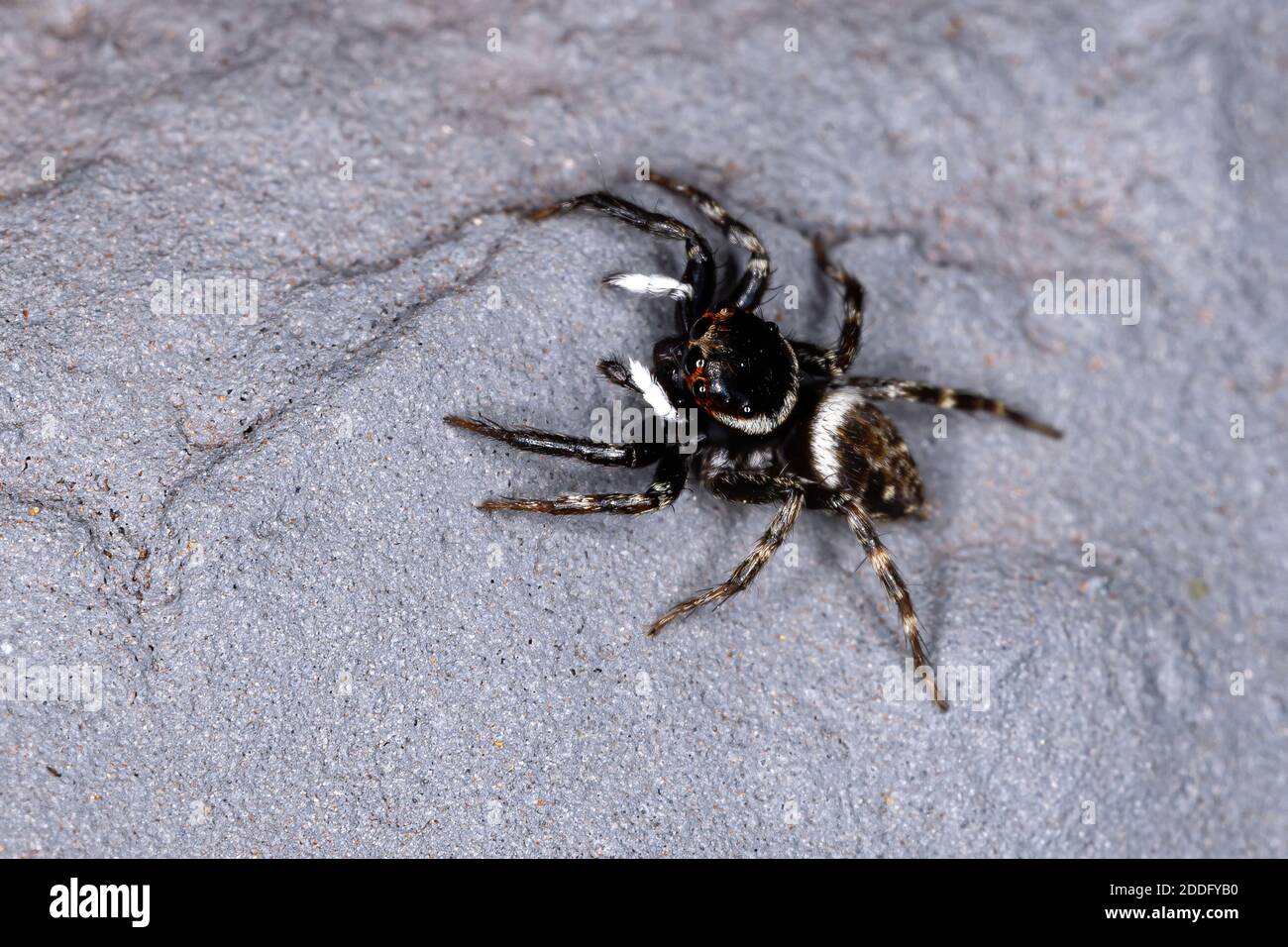 Adanson's House Jumping Spider of the species Hasarius adansoni Stock ...