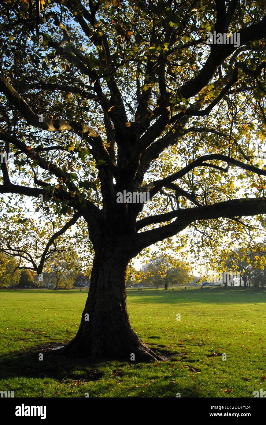 Linear perspective trees hi-res stock photography and images - Alamy