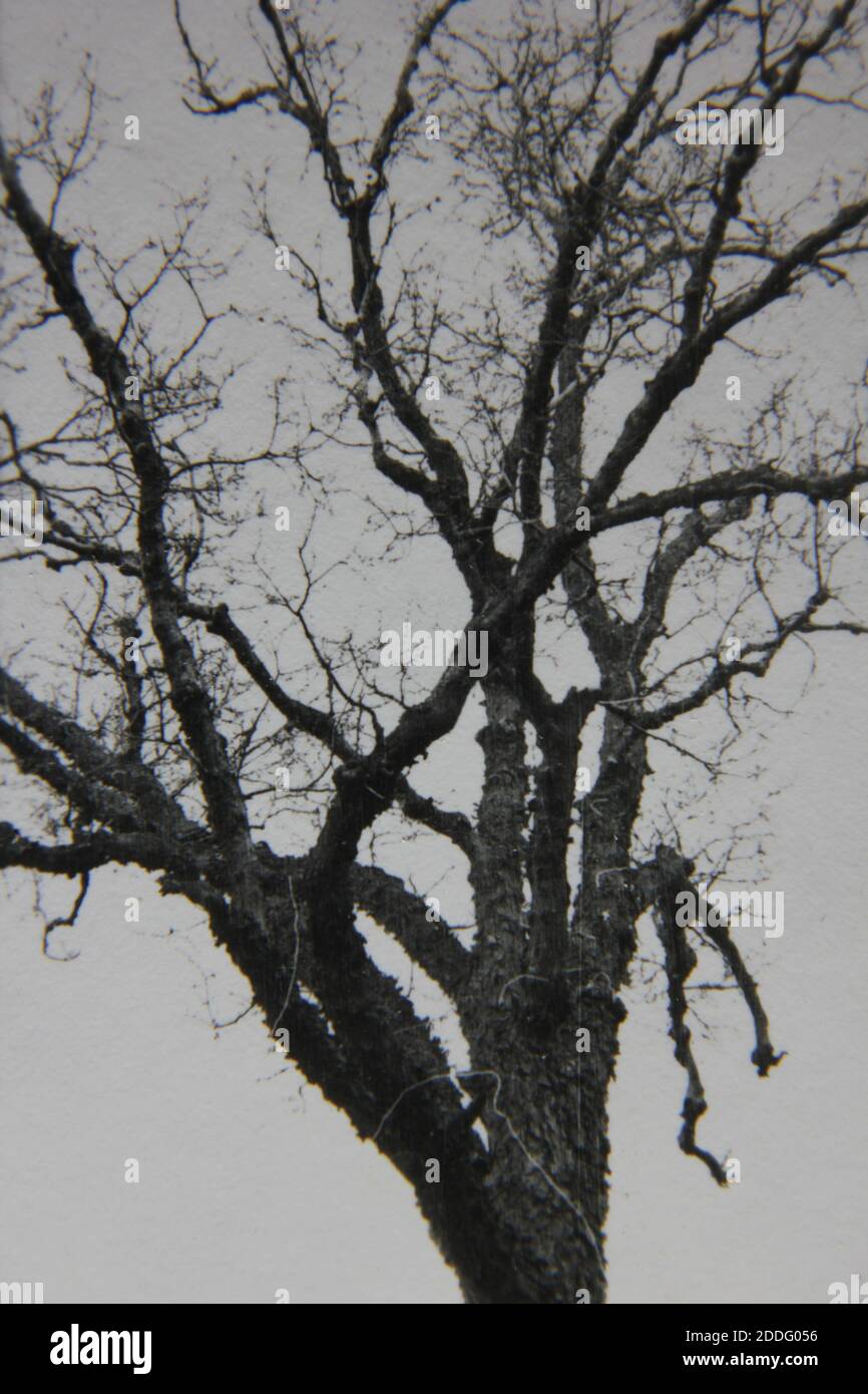 Fine 1970s vintage black and white photography of the natural beauty of ...