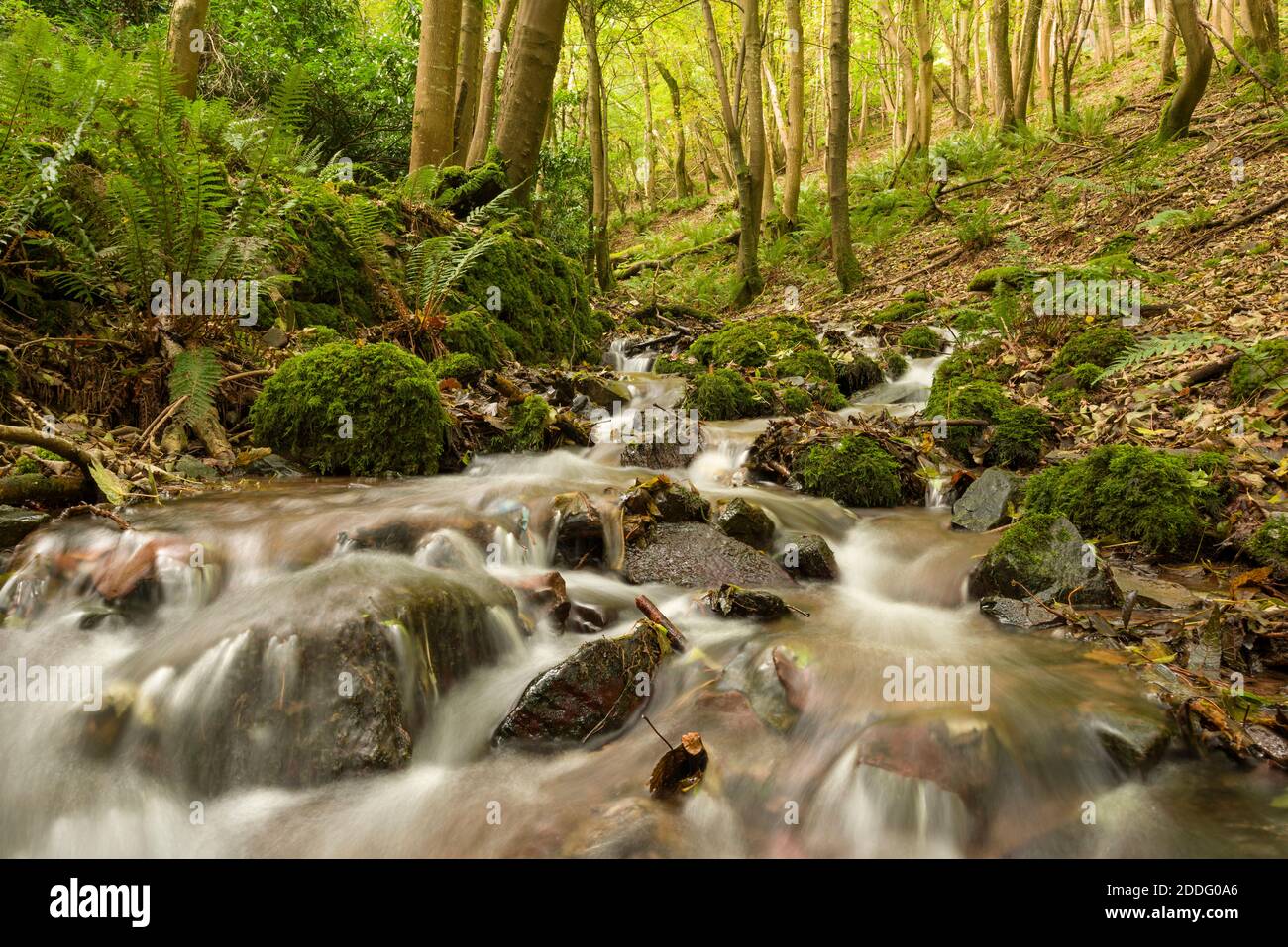 A stream in autumn running through woodland in Withy Combe at Culbone ...