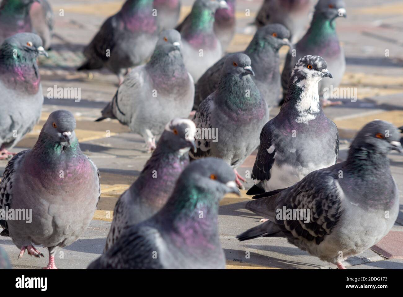 Crowd of pigeon hi-res stock photography and images - Alamy