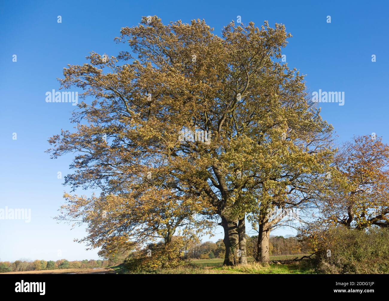 Oak trees quercus robur hi-res stock photography and images - Alamy