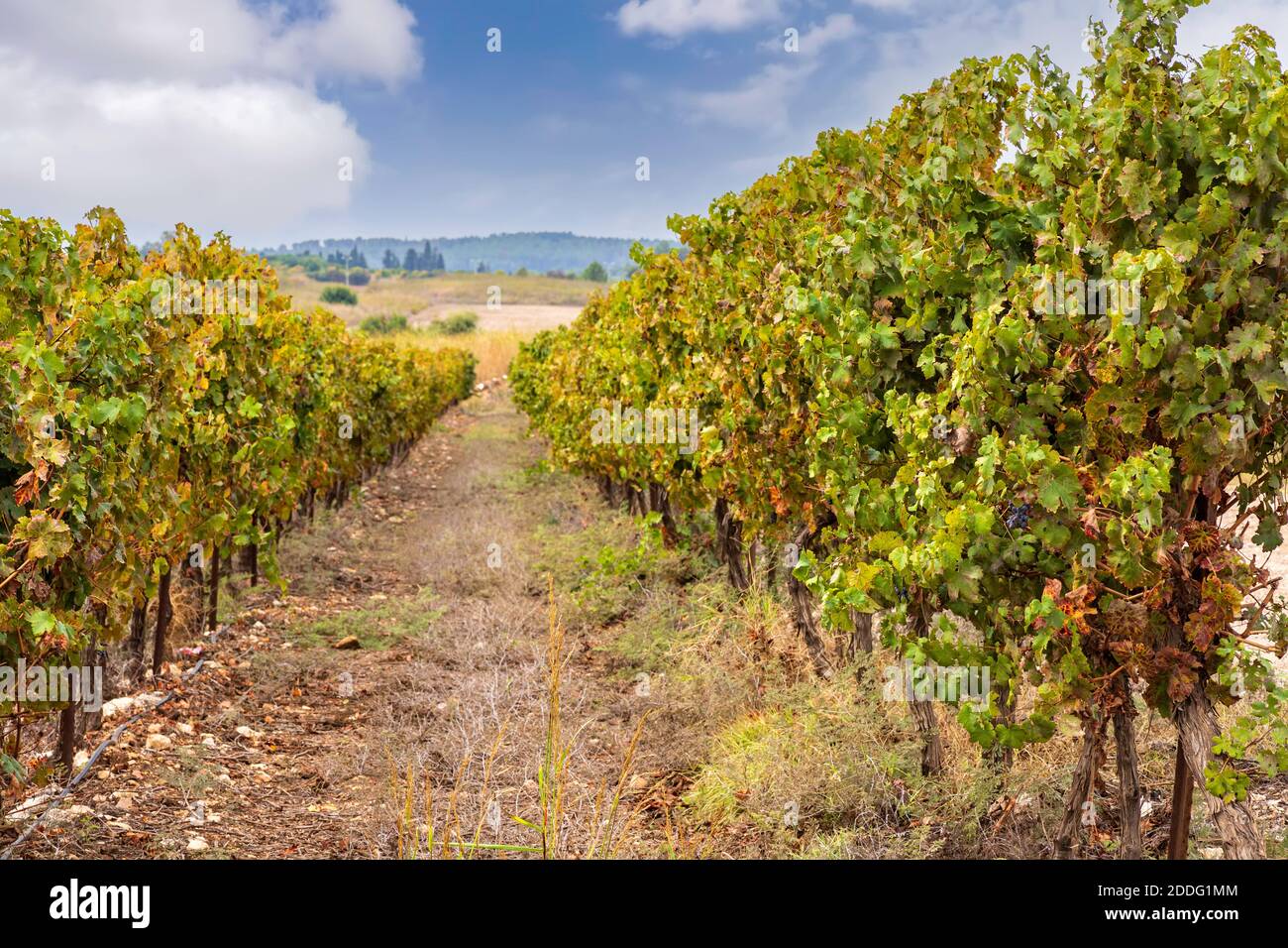 Vineyeards view hi-res stock photography and images - Alamy