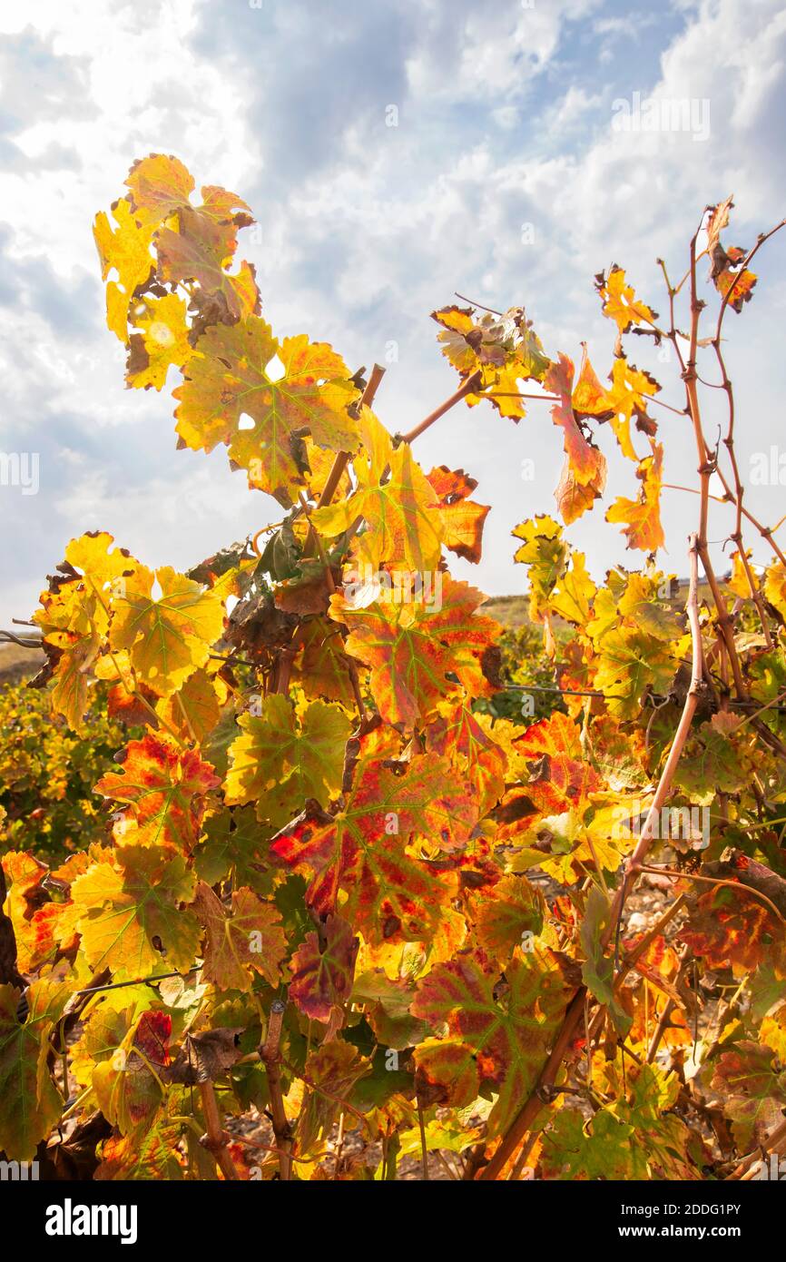 Autumn grapes leaves hi-res stock photography and images - Alamy