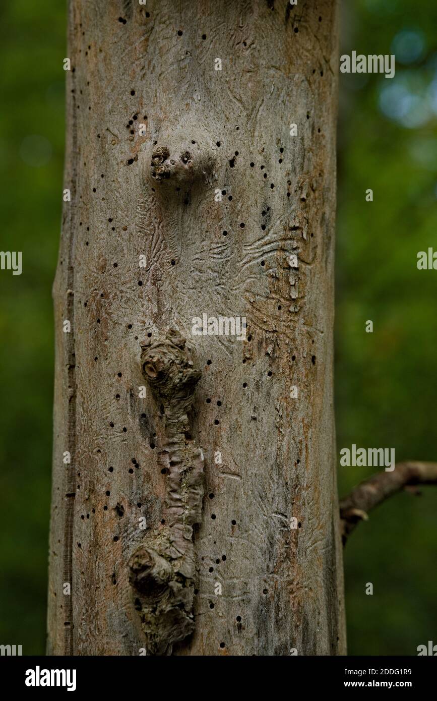 Trunk of old dead tree full of worm holes and tracks on the surface of ...
