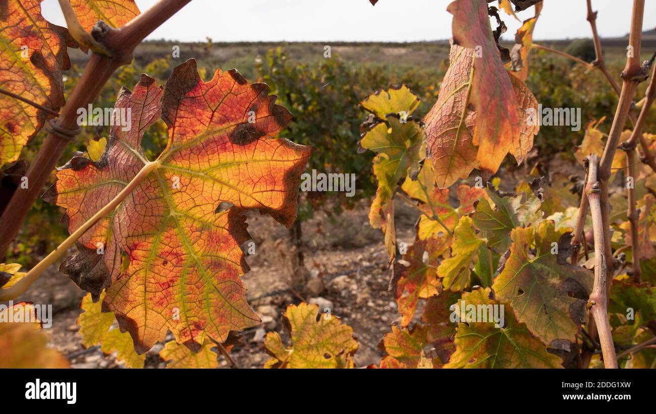 Autumn grapes leaves hi-res stock photography and images - Alamy