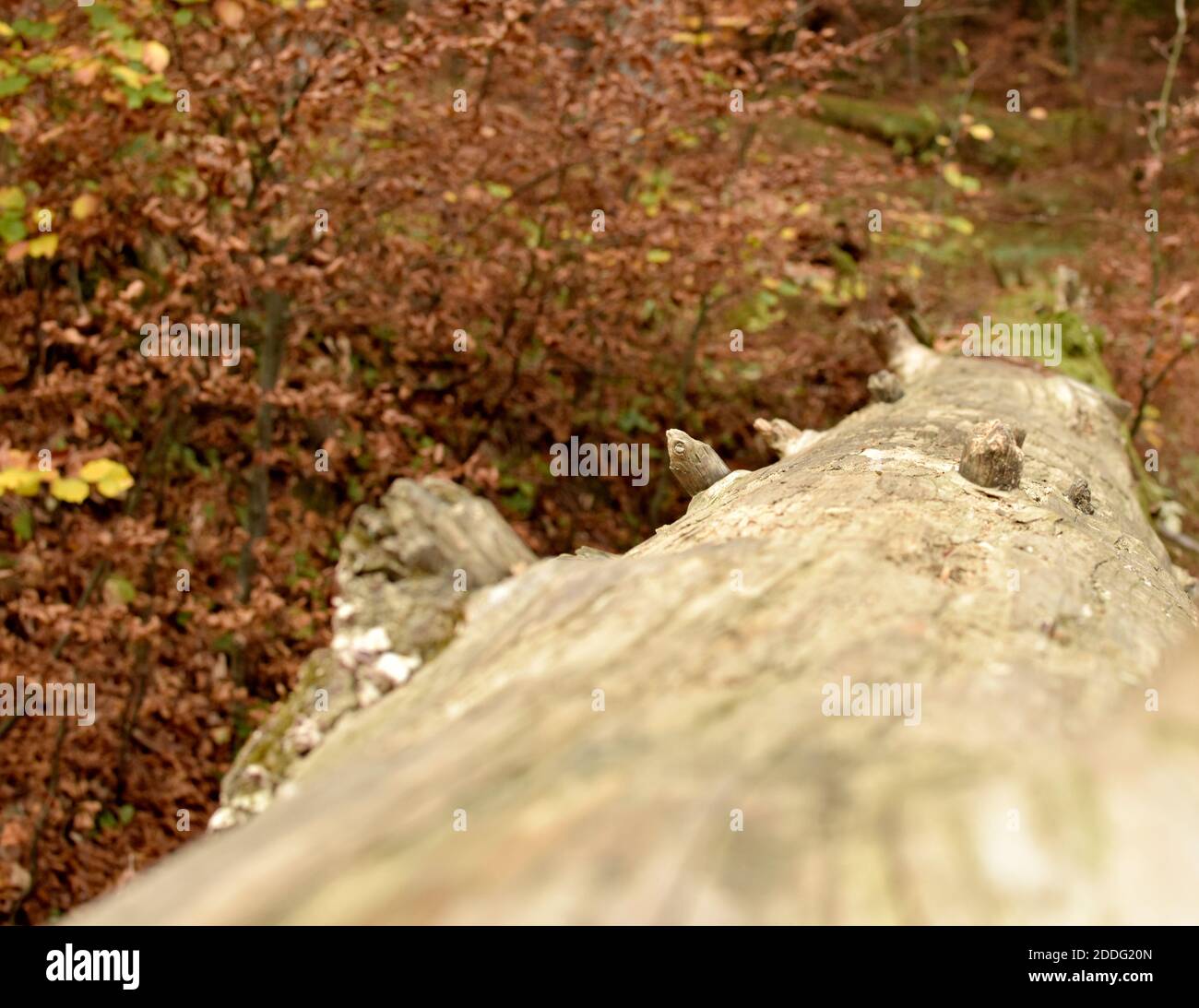 Tree wood trunk flora hi-res stock photography and images - Alamy