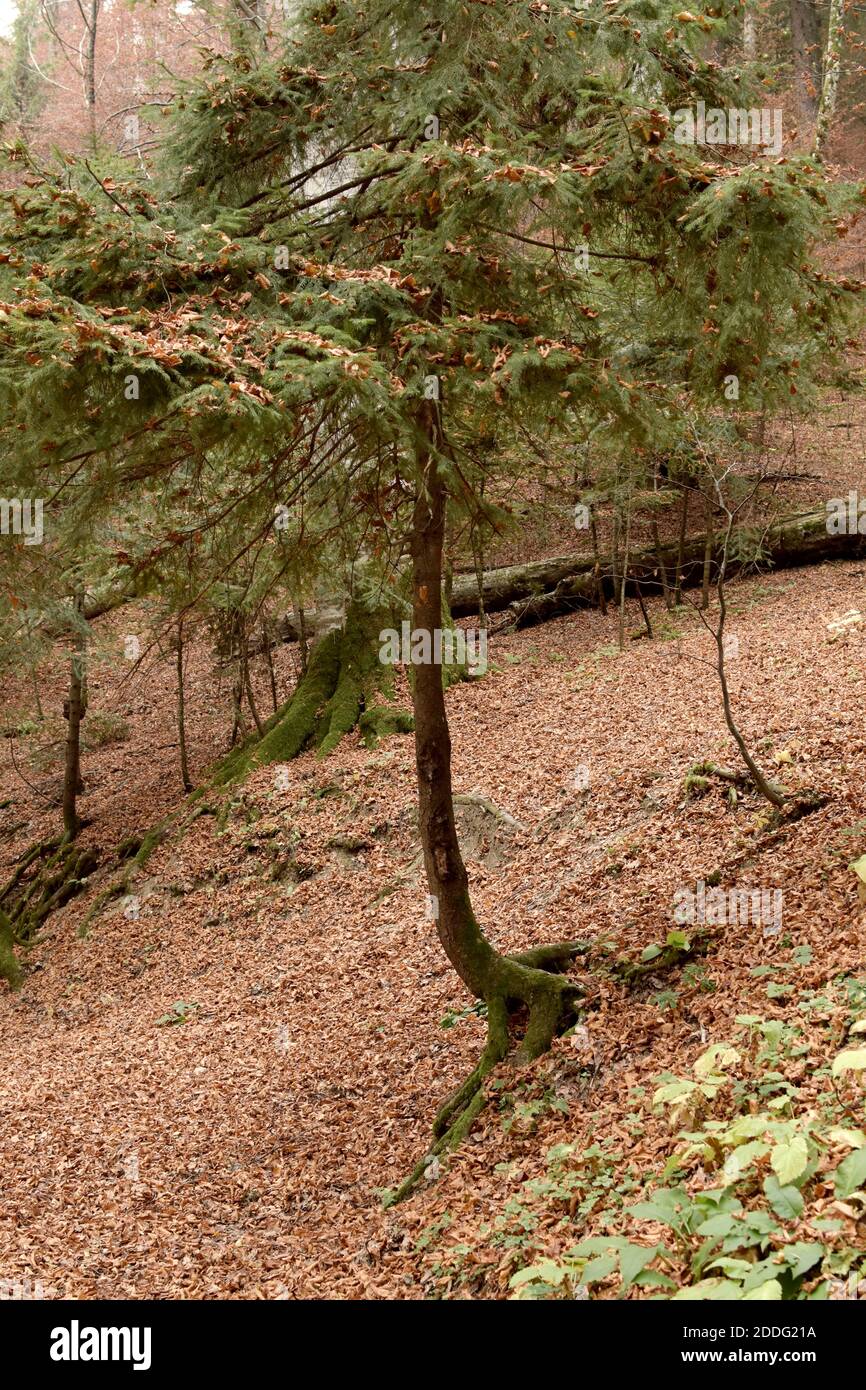 Inclined raised tree in the forest in autumn season Stock Photo - Alamy