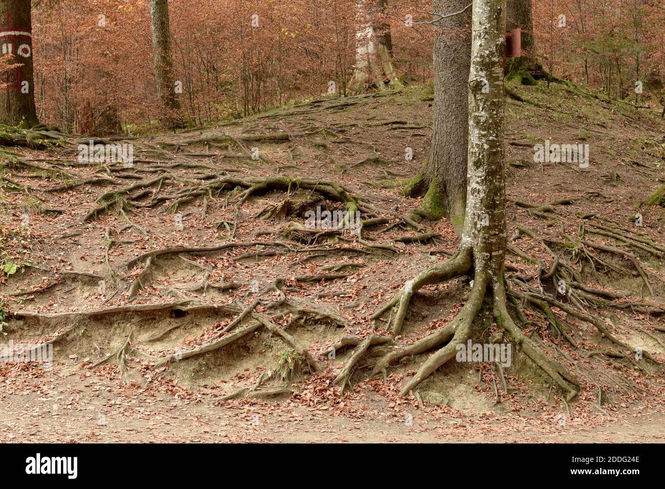 Tree roots coming out of the ground in the forest Stock Photo - Alamy