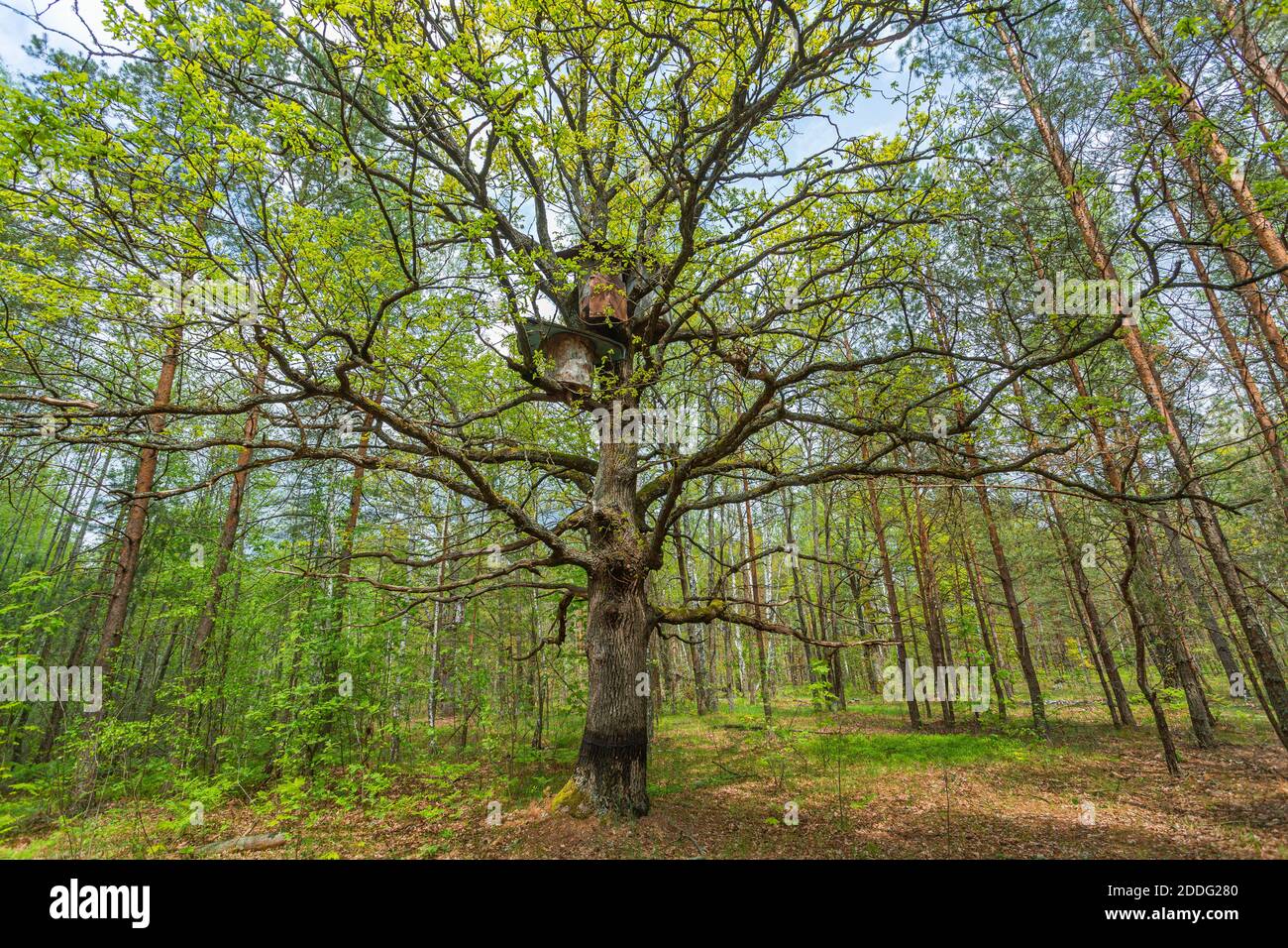 apiary for working with wild bees with traditional beehives - bee gums ...