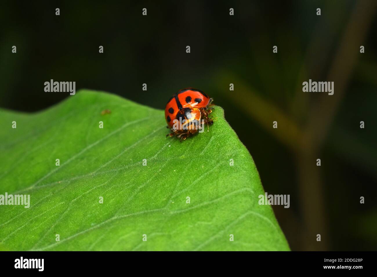 Lady bug crawling on green leaf Stock Photo - Alamy
