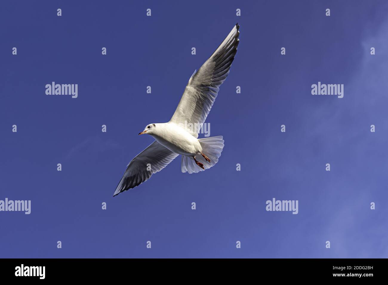 Low angle view dove flying hi-res stock photography and images - Alamy