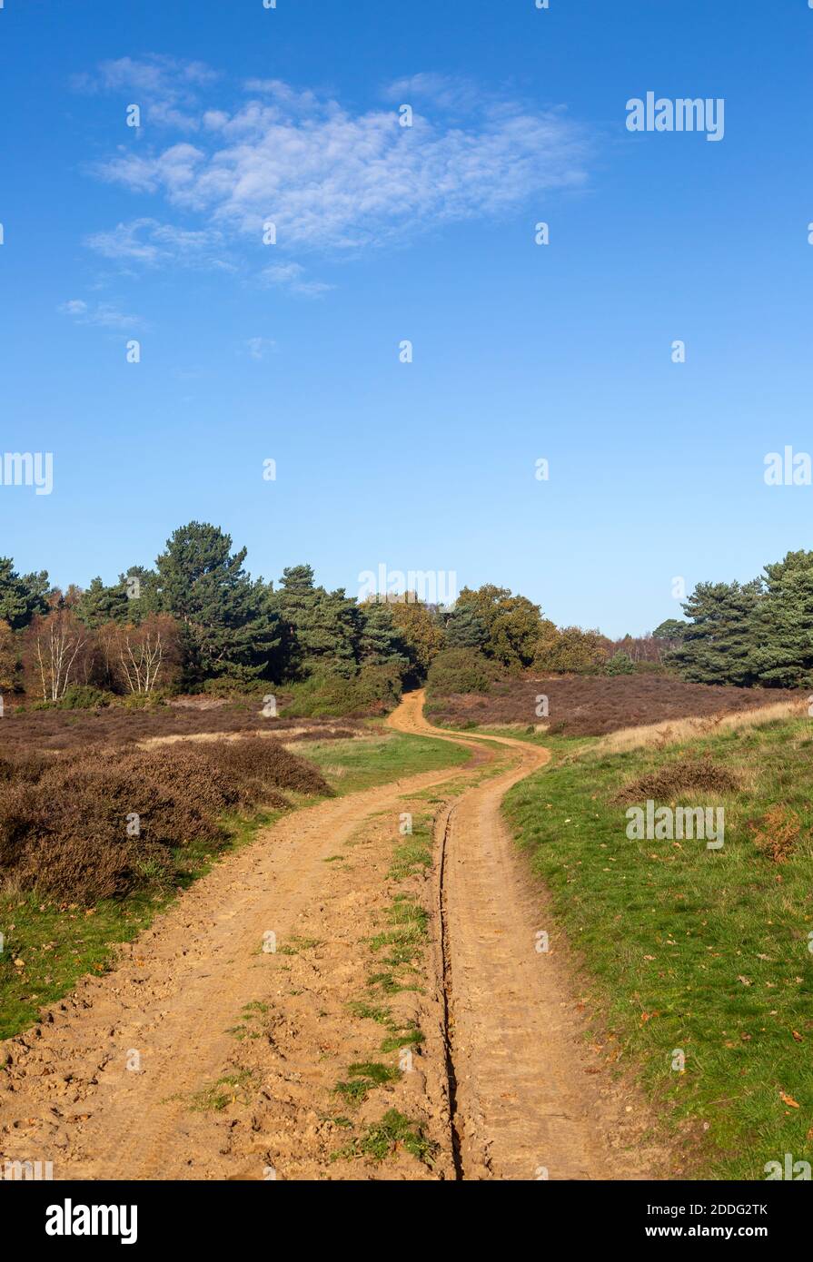 Heathland vegetation suffolk sandlings hi-res stock photography and ...