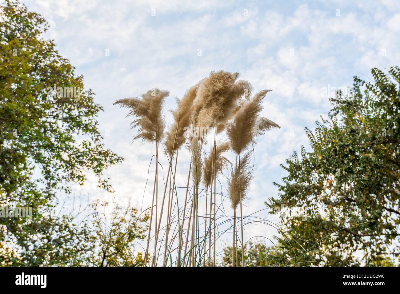 Reed flower against blue cloudy sky in the park in Tehran, Iran Stock ...