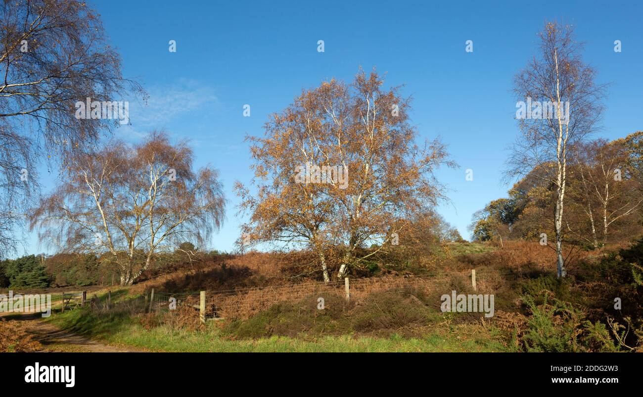 Silver birch trees, Betula pendula, autumn colours, Suffolk Sandlings ...