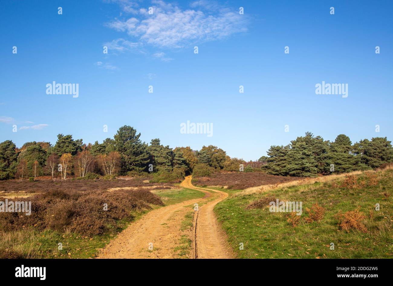Heathland vegetation suffolk sandlings hi-res stock photography and ...