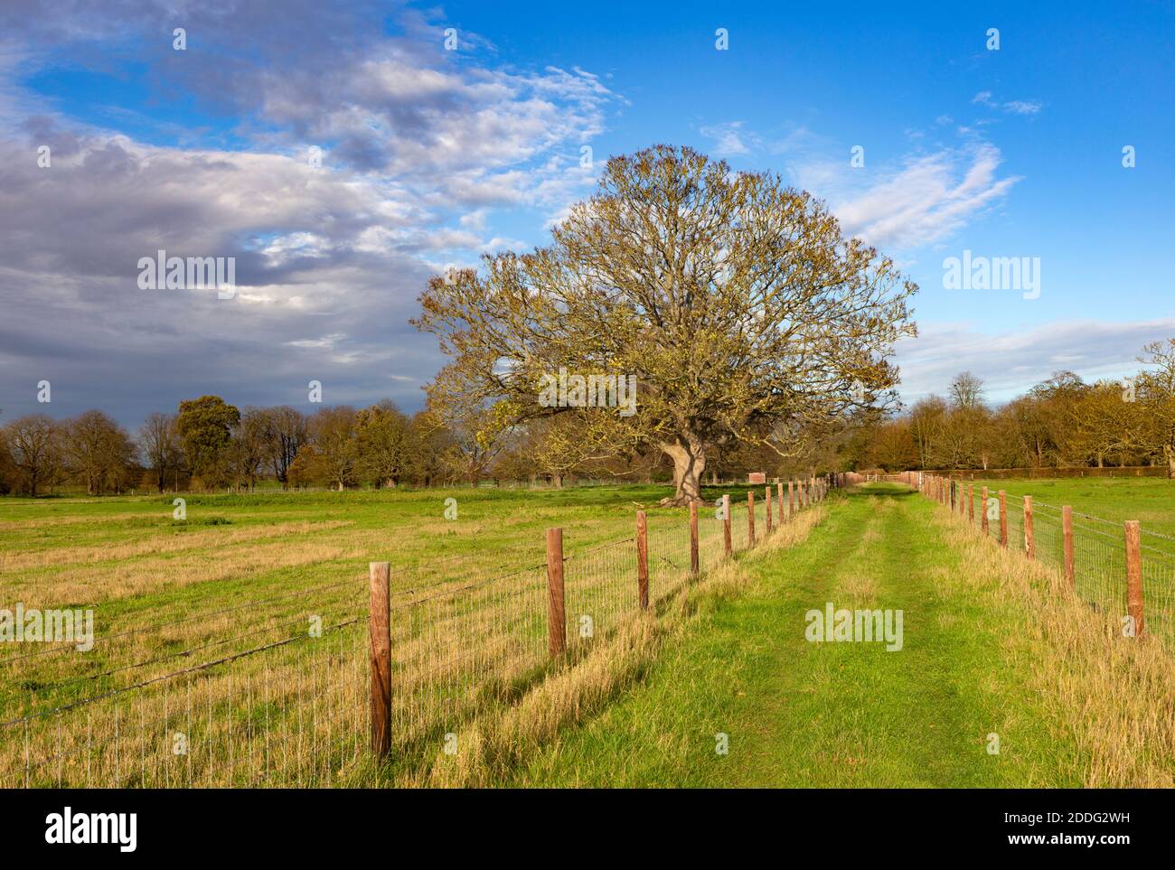 Fenced pathway crossing estate parkland with trees in autumn leaf ...
