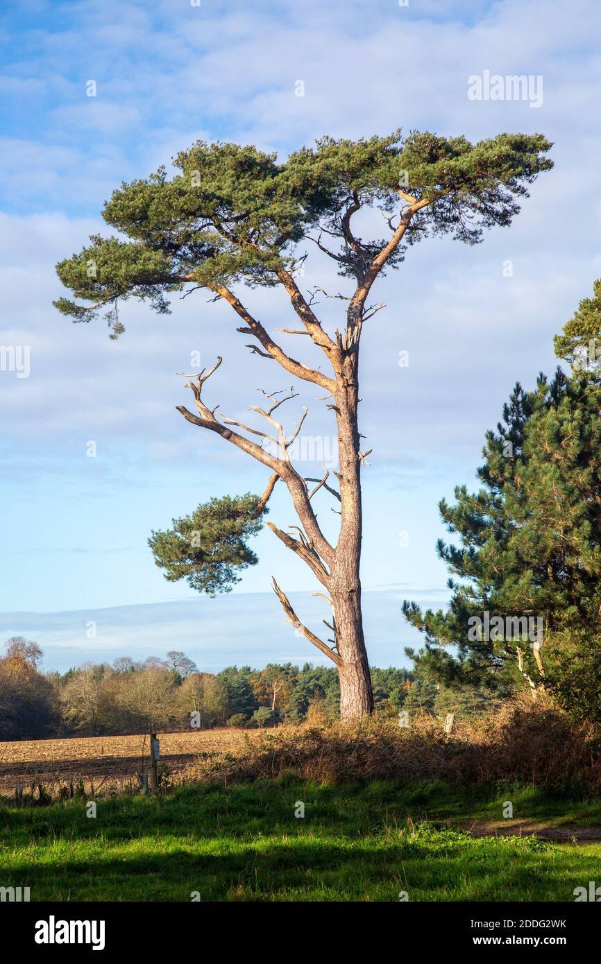 Scots Pine tree, Pinus sylvestris, Suffolk Sandlings AONB, England, UK ...