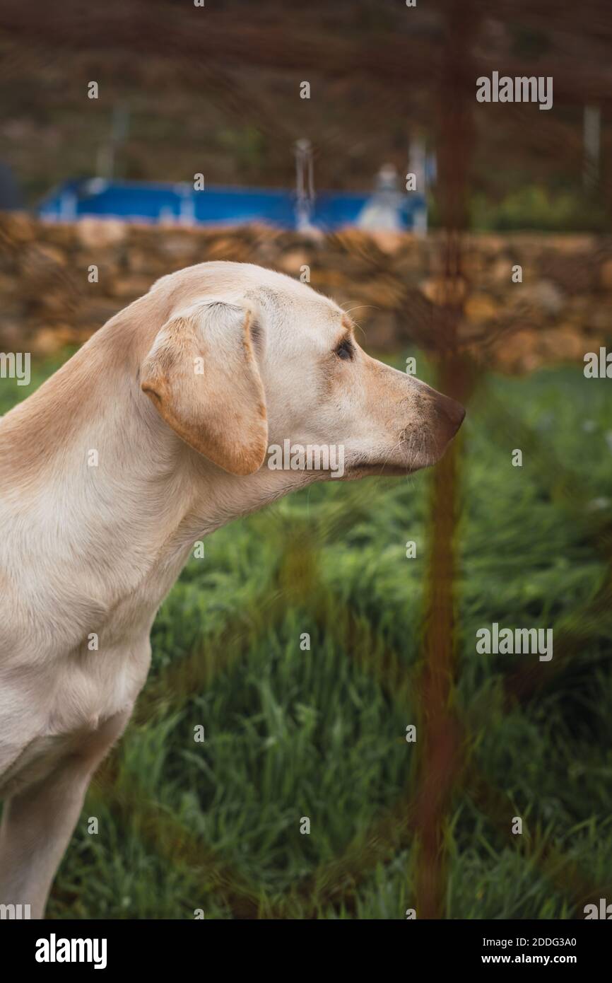A profile shot of a sad Labrador Retriever in a dog shelter behind the ...