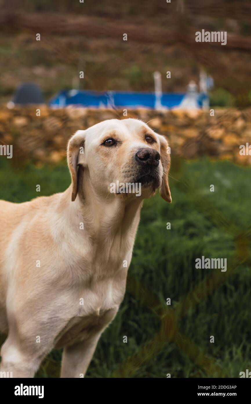 A portrait of a sad Labrador Retriever dog Stock Photo - Alamy