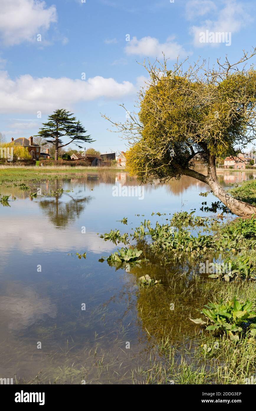A very high water level in the River Parrett a few days after it burst ...