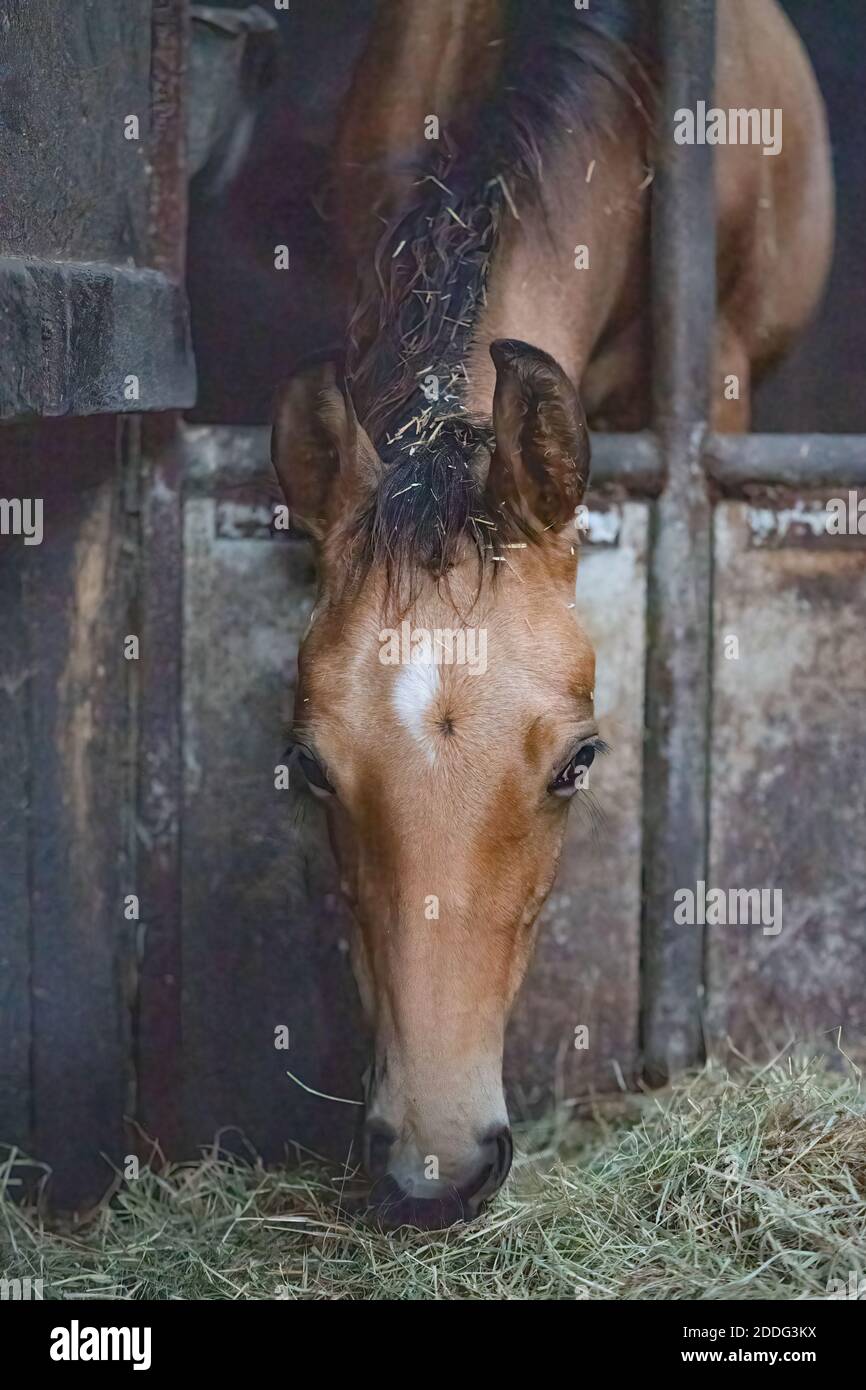 Portrait of Isabelle foal, the horse is eating hay in a dark stable ...