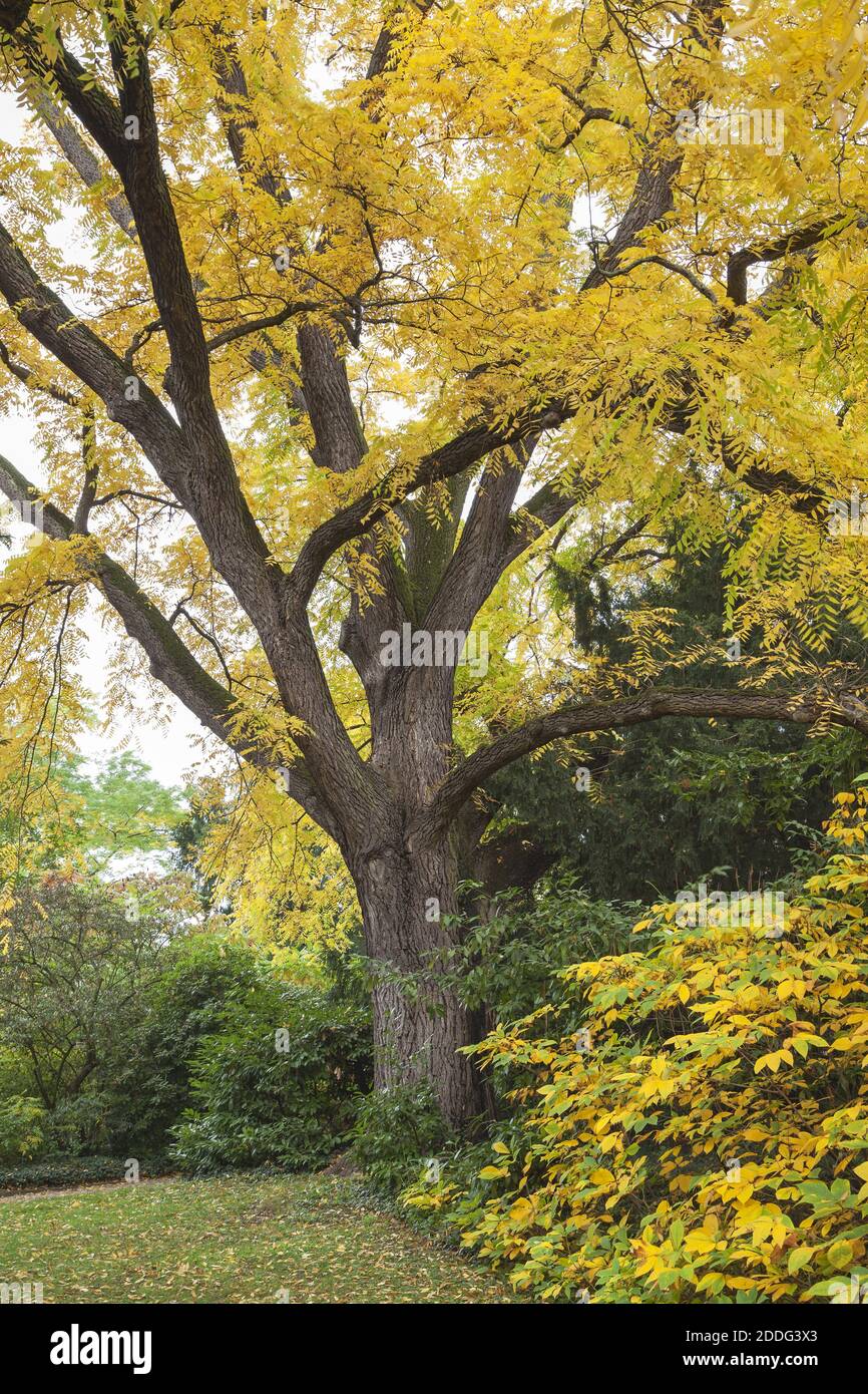 Common ash tree with autumn leaves hi-res stock photography and images ...