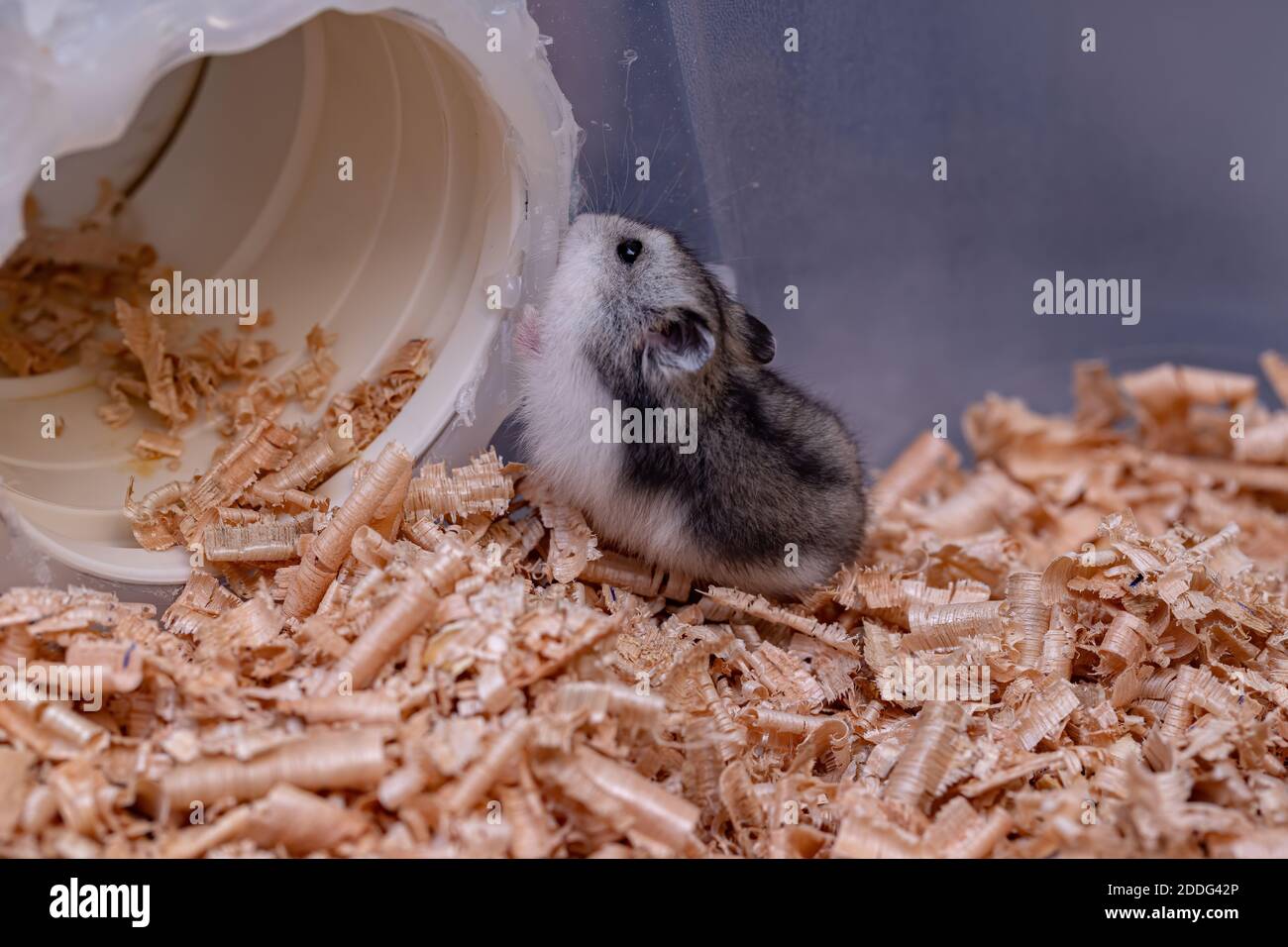 Campbell's dwarf hamster of the species Phodopus campbelli Stock Photo ...