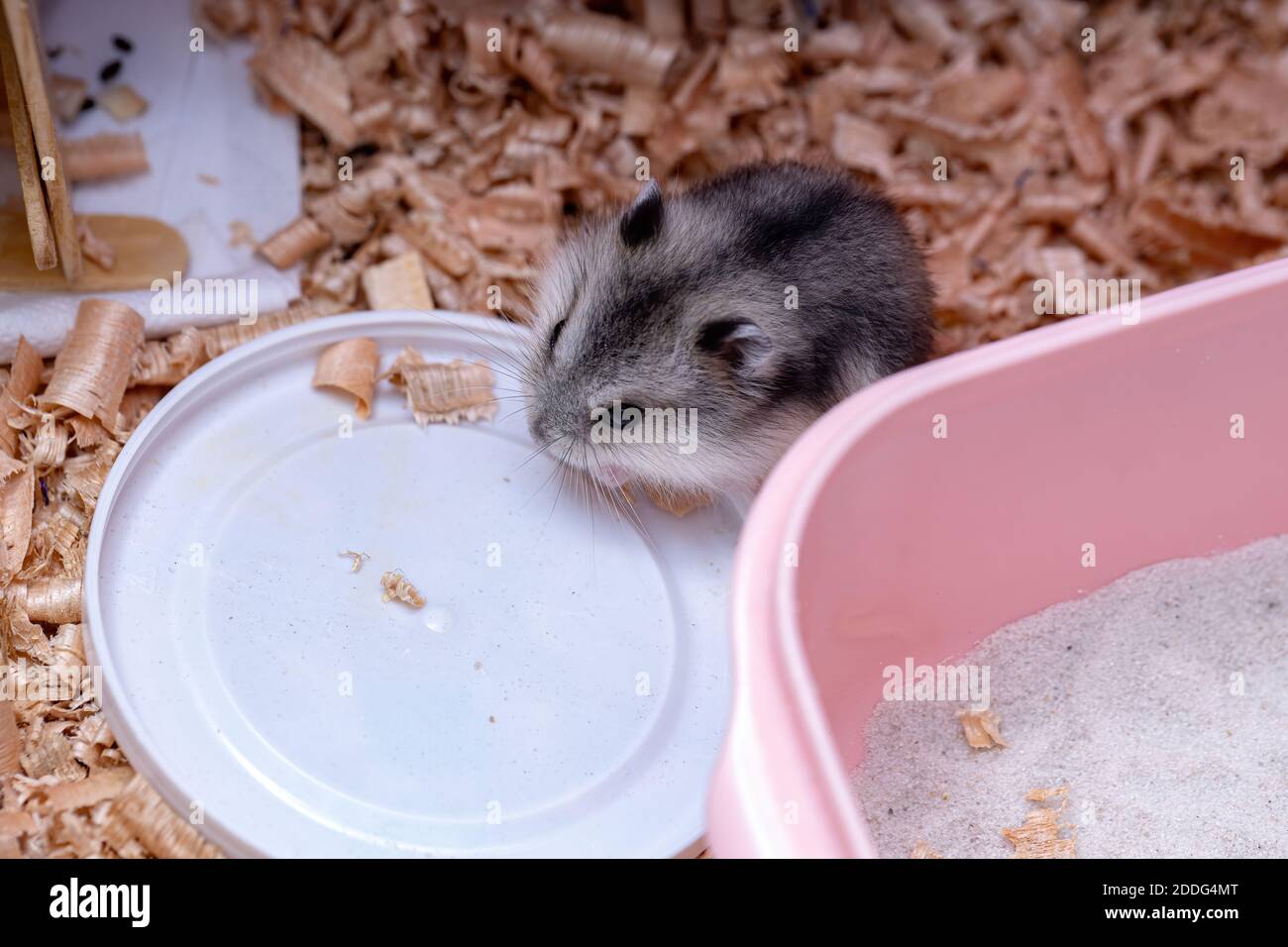 Campbell's dwarf hamster of the species Phodopus campbelli Stock Photo ...