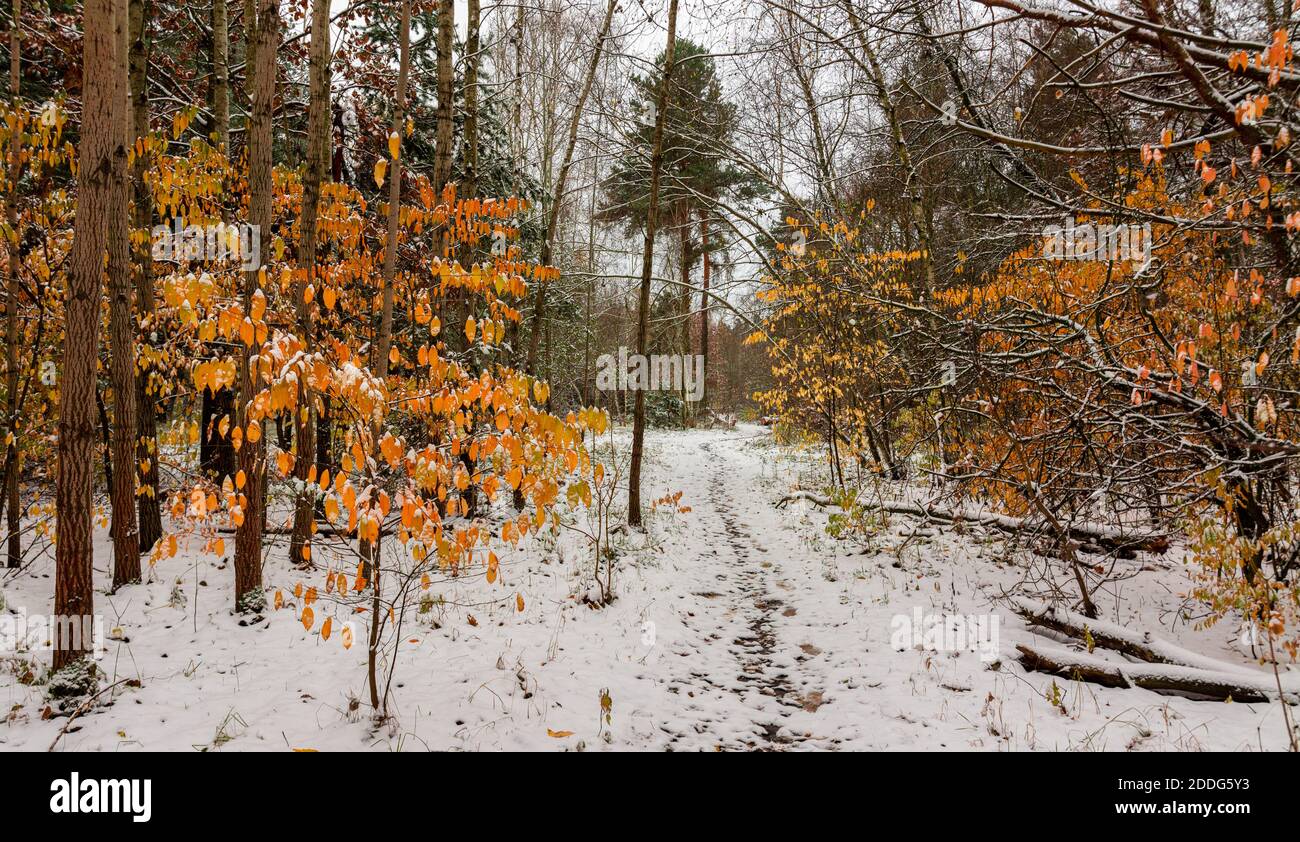 The first snow fell. The leaves did not have time to fall. Autumn ...