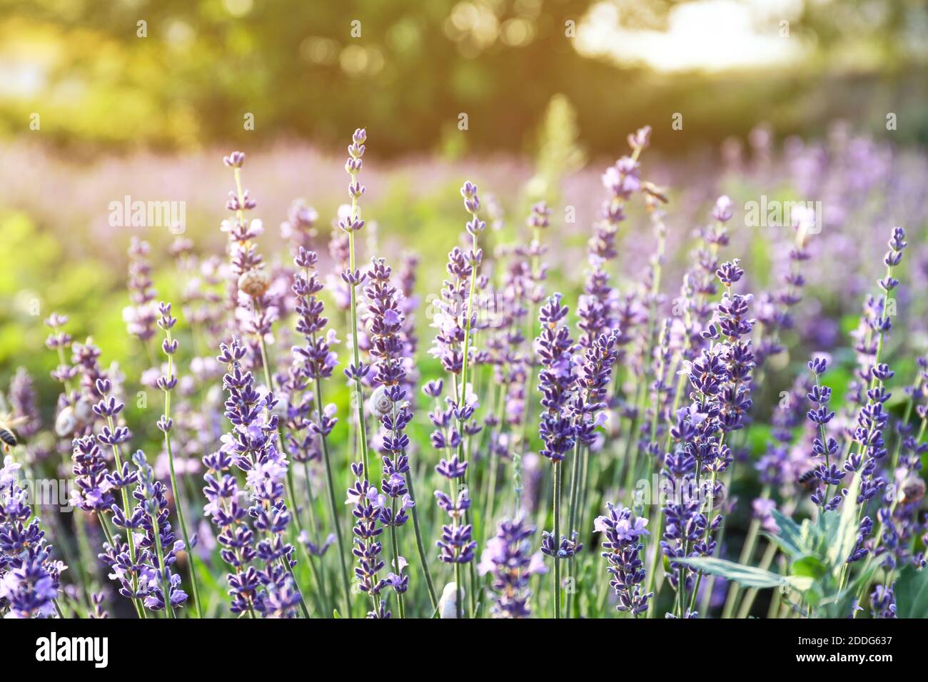 Beautiful blooming lavender on summer day Stock Photo - Alamy