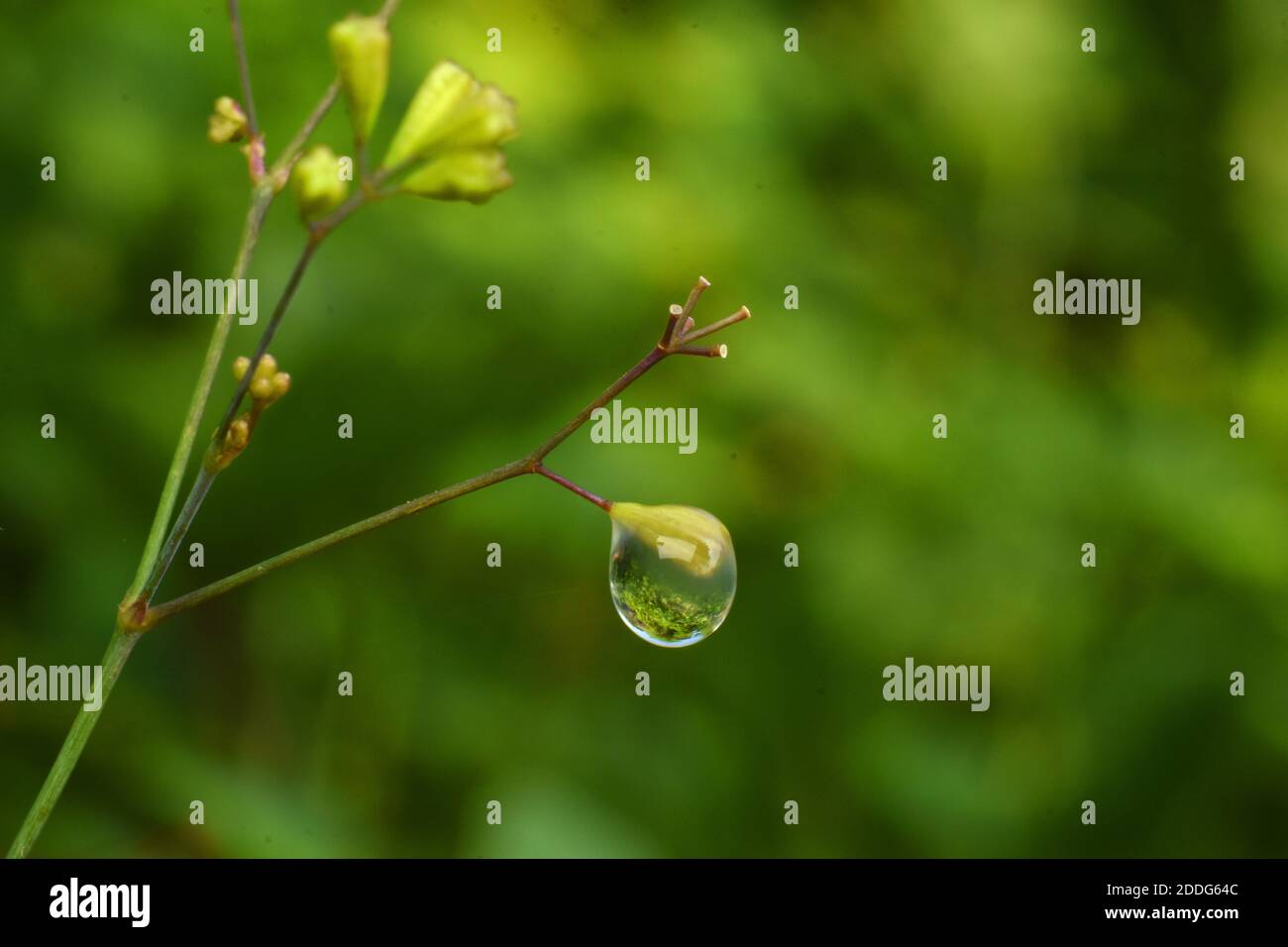 Water droplets rolling down hi-res stock photography and images - Alamy