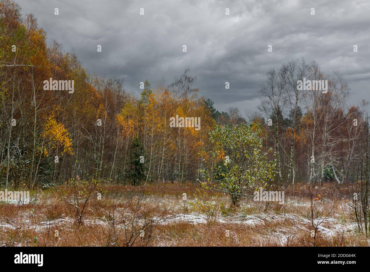 The first snow fell. The leaves did not have time to fall. Autumn ...