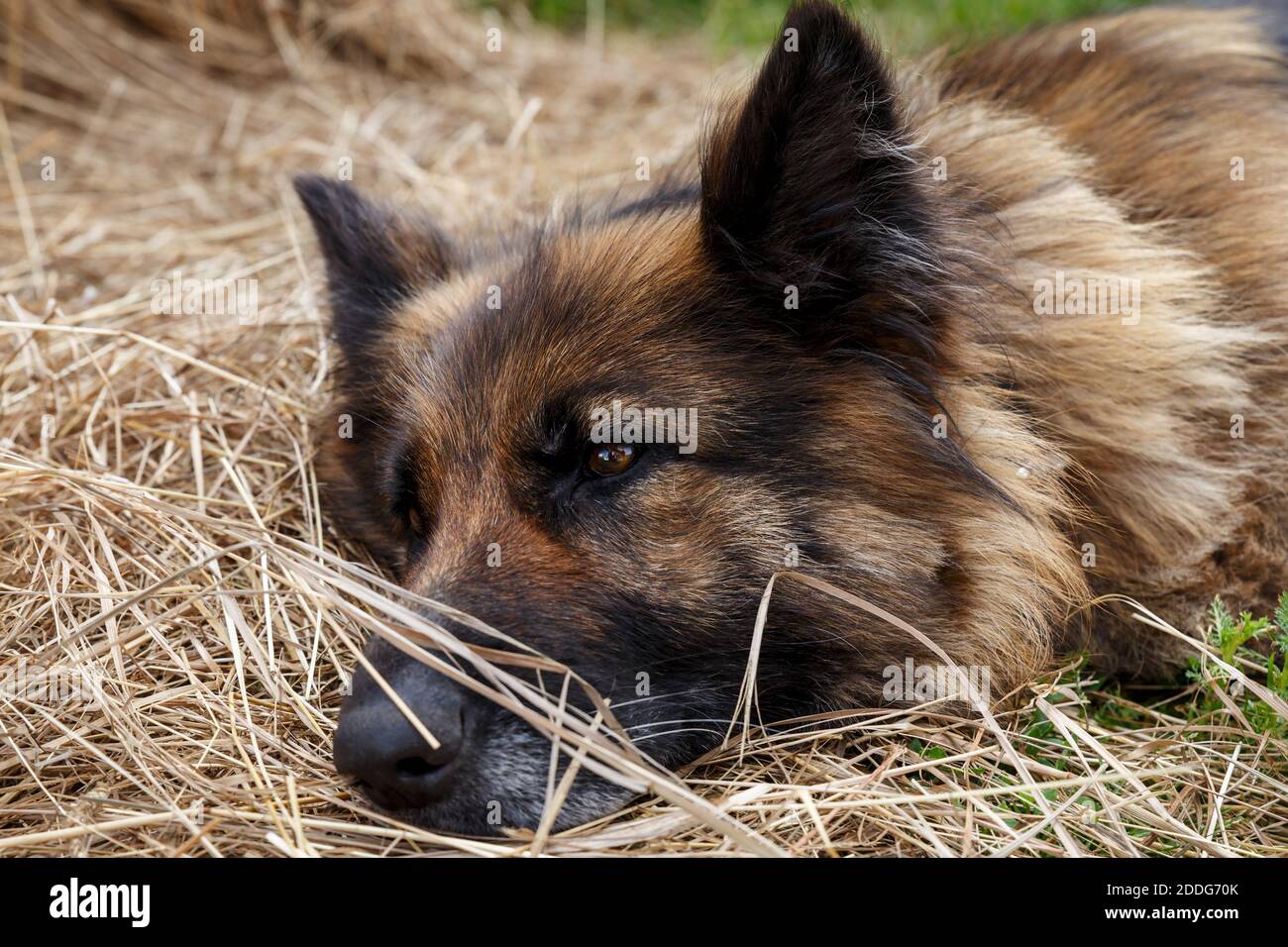 German shepherd dog. A sad sick dog lies in the hay Stock Photo - Alamy