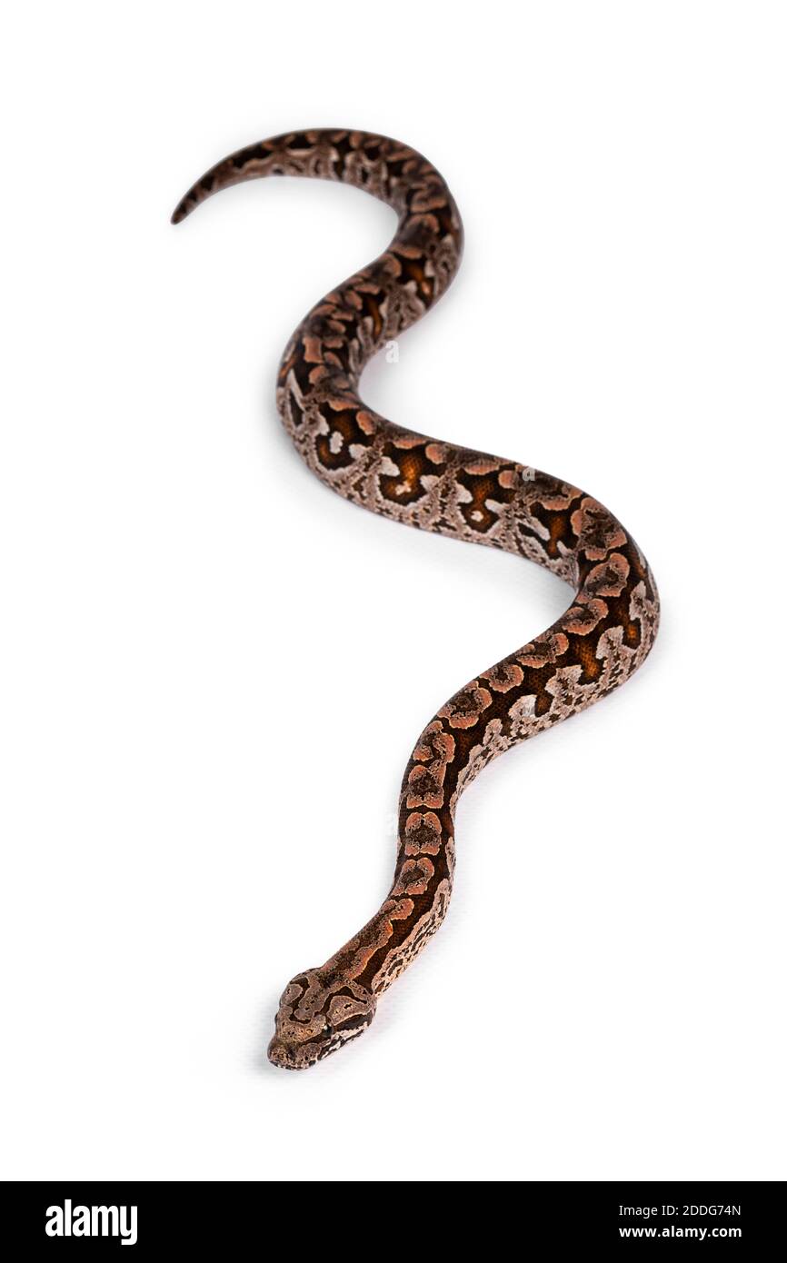 Top view full lenght of Dumeril's boa aka Acrantophis dumerili snake ...